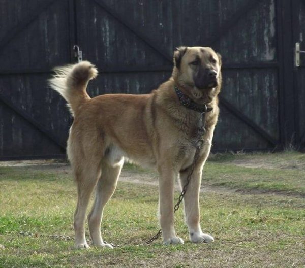 Afghan kuchi Dog - Rare Pets Breeds