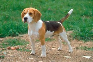 Beagle - Rare Pets Breeds