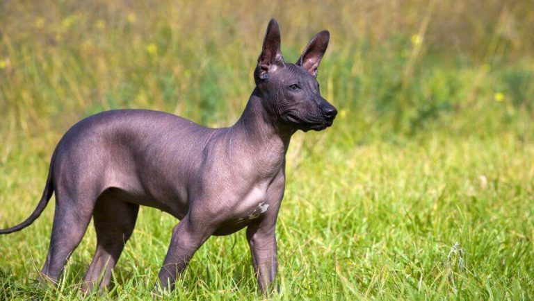 Mexican Hairless Dog – RPB Store