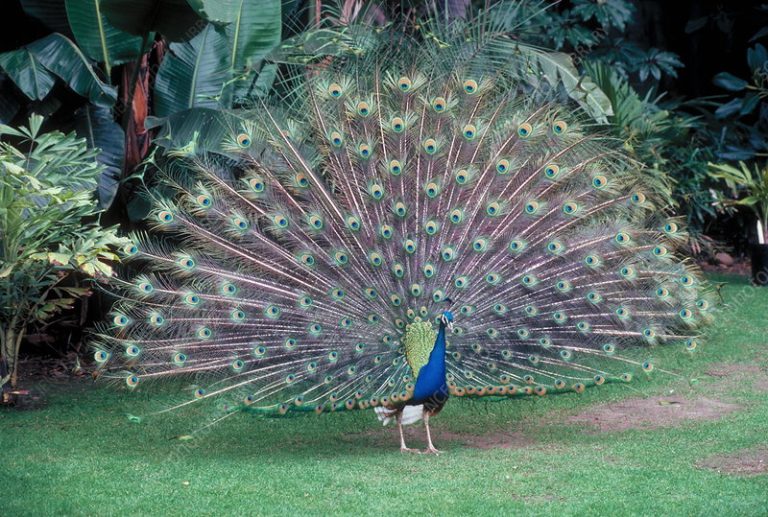 Green Peafowl – Rare Pets Breeds (RPB)
